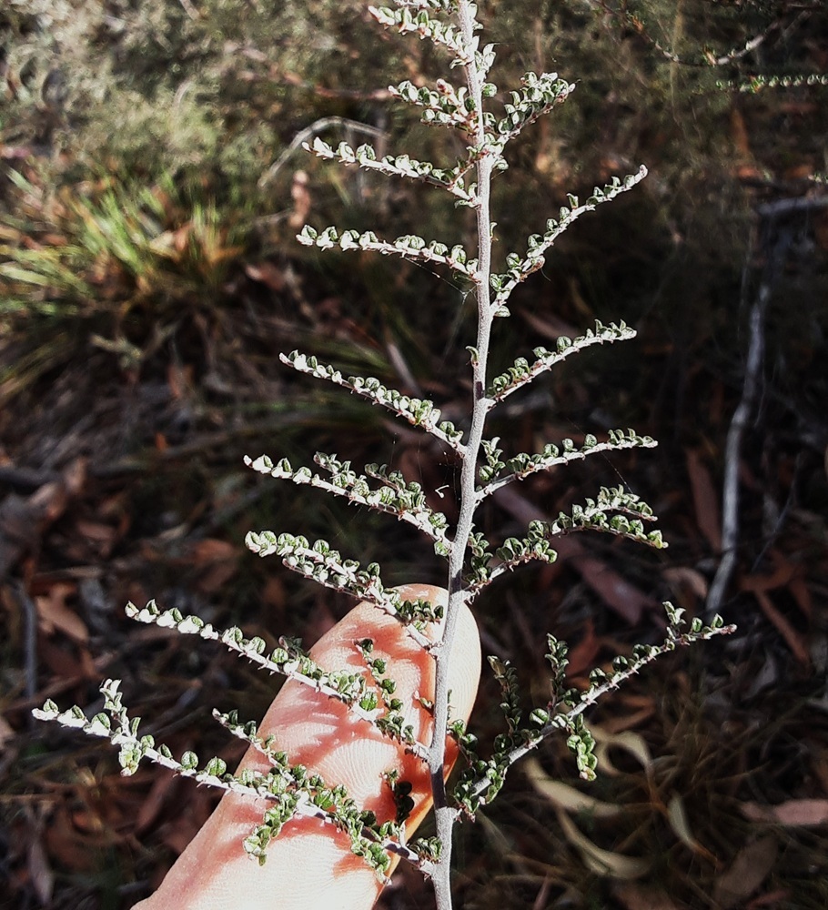 leafy Bossiaea from Sunny Corner State Forest, NSW 2795, Australia on ...