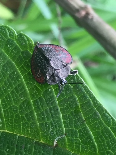 Stolas inexculta · iNaturalist