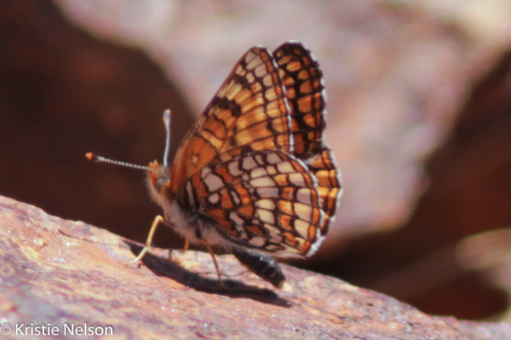 Sierra Nevada Checkerspot (Yosemite National Park Butterfly Guide 🦋 ...