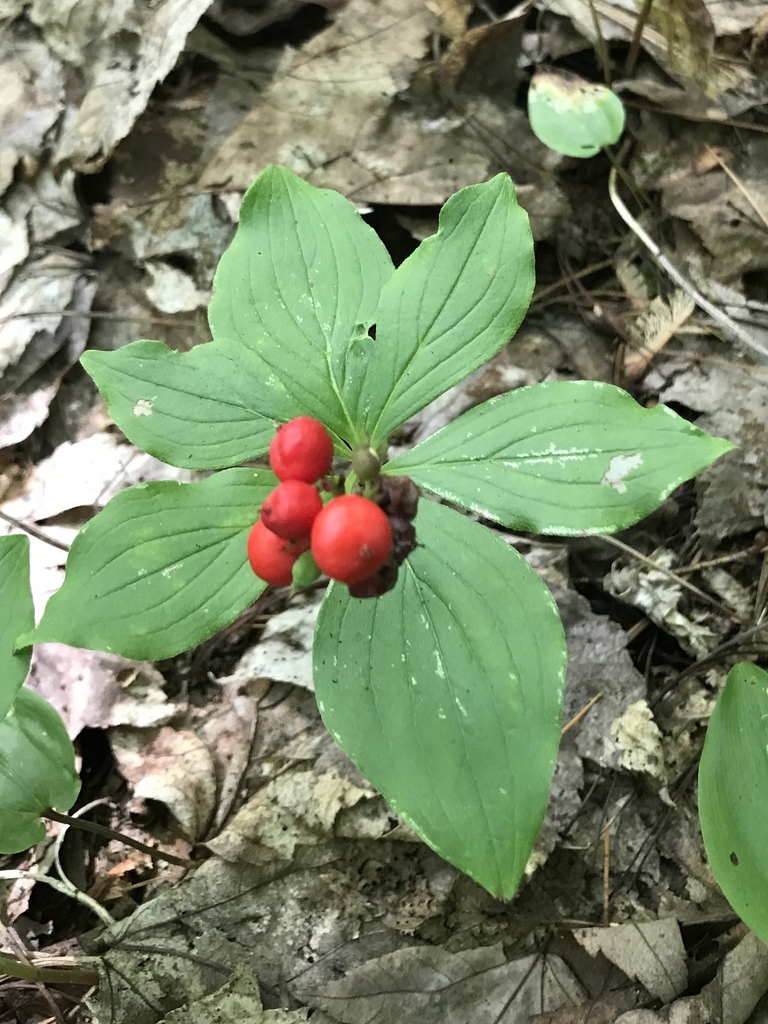 Canadian bunchberry from Northern Highland-American Legion State Forest ...