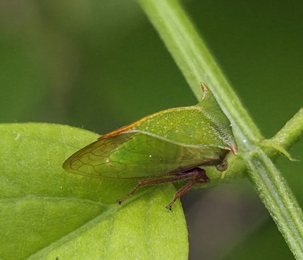 Stictocephala brevitylus from Hawkins Point, Baltimore, MD 21226, USA ...