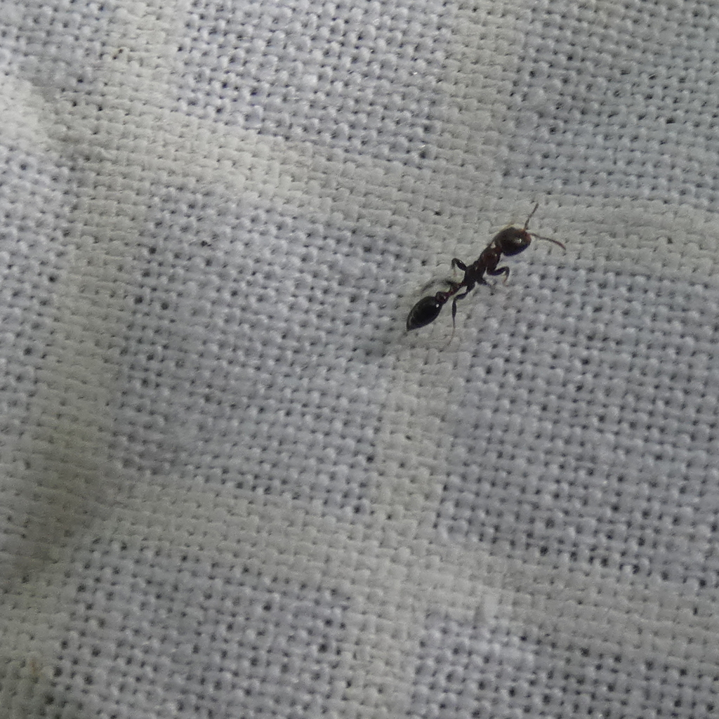 Shining Dark Twig Ant from East Baton Rouge Parish, LA, USA on April 26 ...