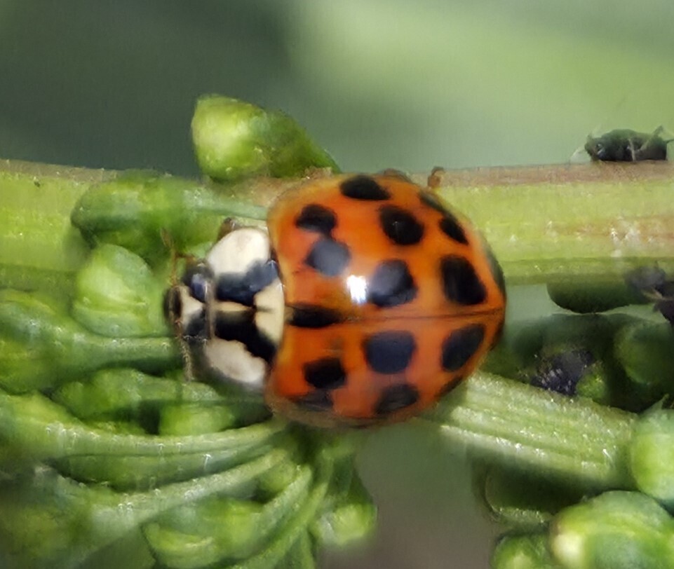 Asian Lady Beetle from Hawkins Point, Baltimore, MD 21226, USA on April ...