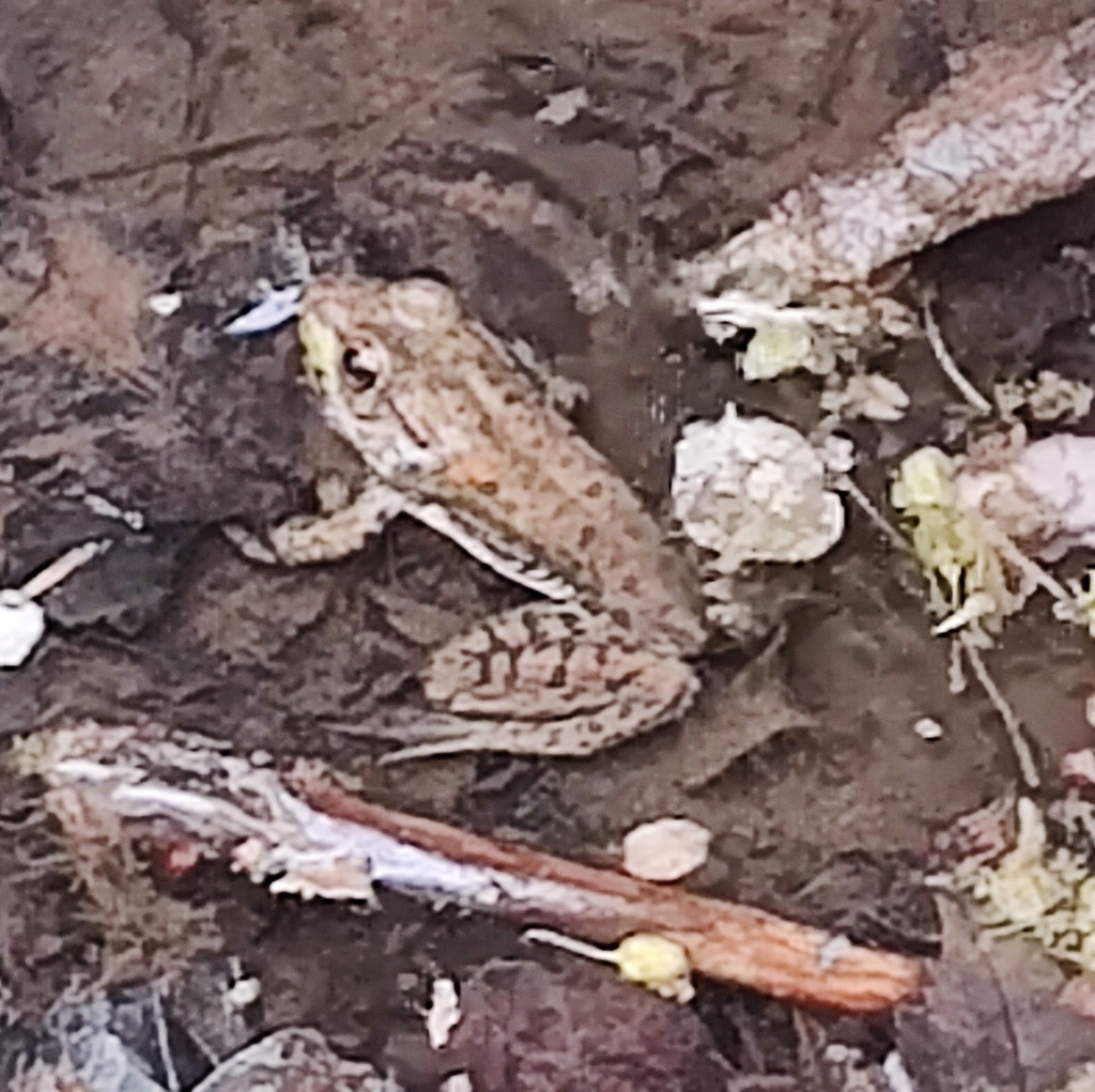 Green Frog from New Providence, NJ, USA on April 26, 2025 at 07:03 PM ...