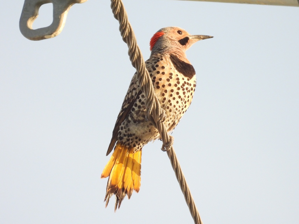 Northern Yellow-shafted Flicker from Apopka, FL, USA on April 26, 2025 ...