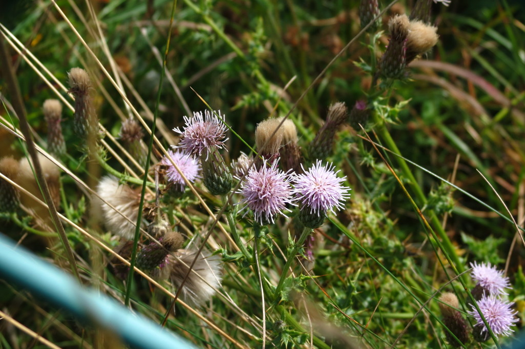creeping thistle from West Quoddy Head SP, Lubec, Maine on September 1 ...