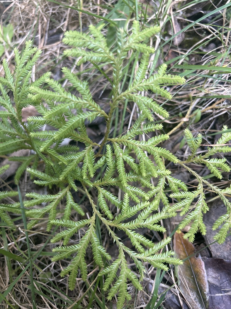 Climbing clubmoss from Montgomery Park Scenic Reserve, Duvauchelle ...