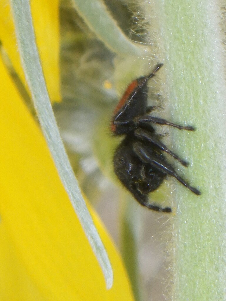 Johnson's Jumping Spider from Latah Valley, Spokane, WA, USA on April ...