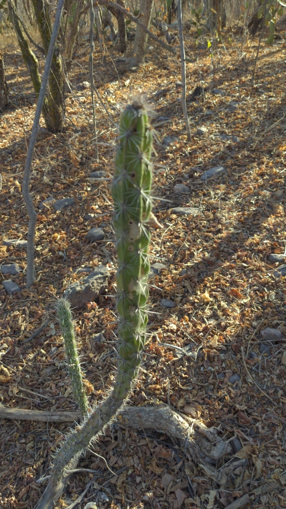 Octopus Cactus in April 2025 by David Lara · iNaturalist