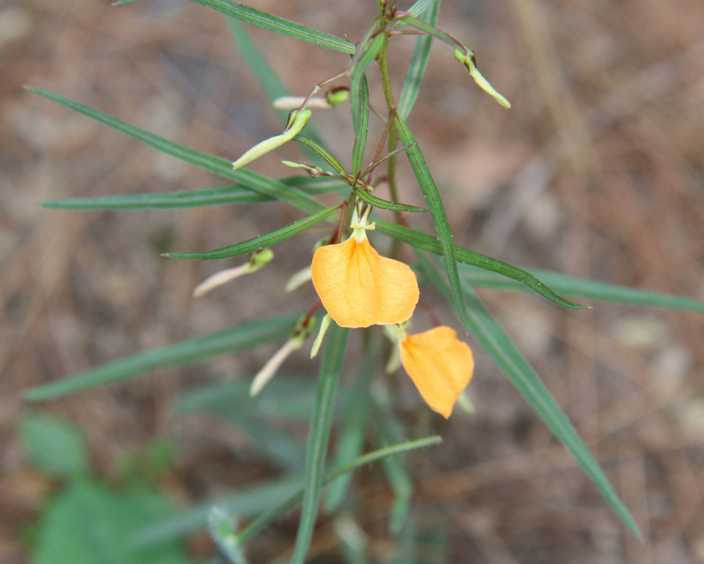 spade flower from Elanda Point, Como QLD 4571, Australia on March 31 ...