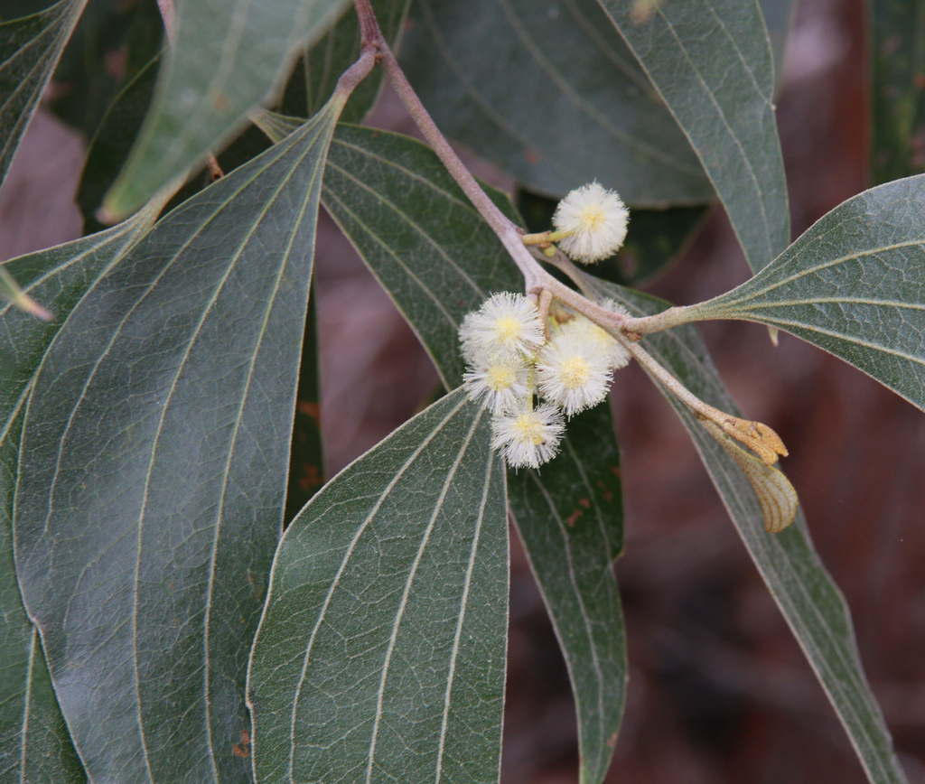 Red Wattle from Elanda Point, Como QLD 4571, Australia on March 31 ...