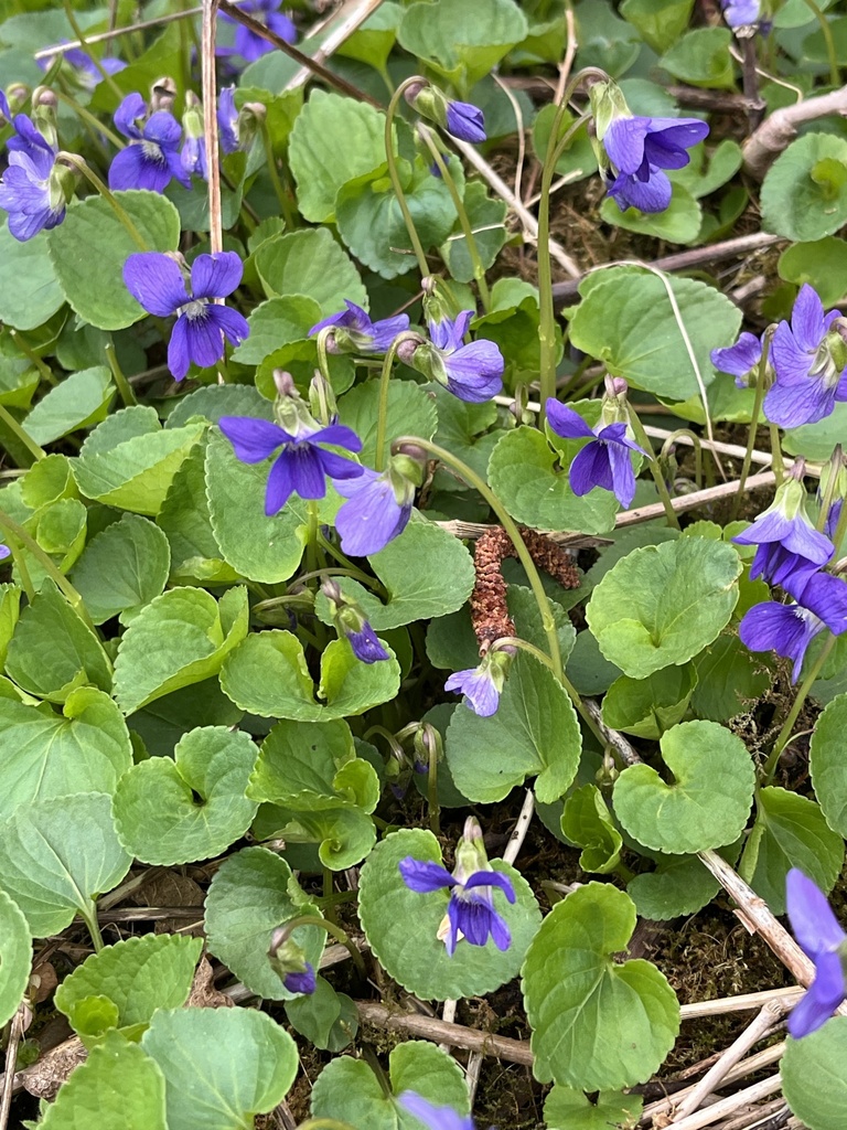common blue violet from Martindale Rd, St. Catharines, ON, CA on April ...