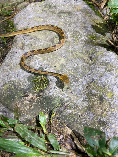 Banded Cat-eyed Snake (Leptodeira annulata) - Snakes and Lizards