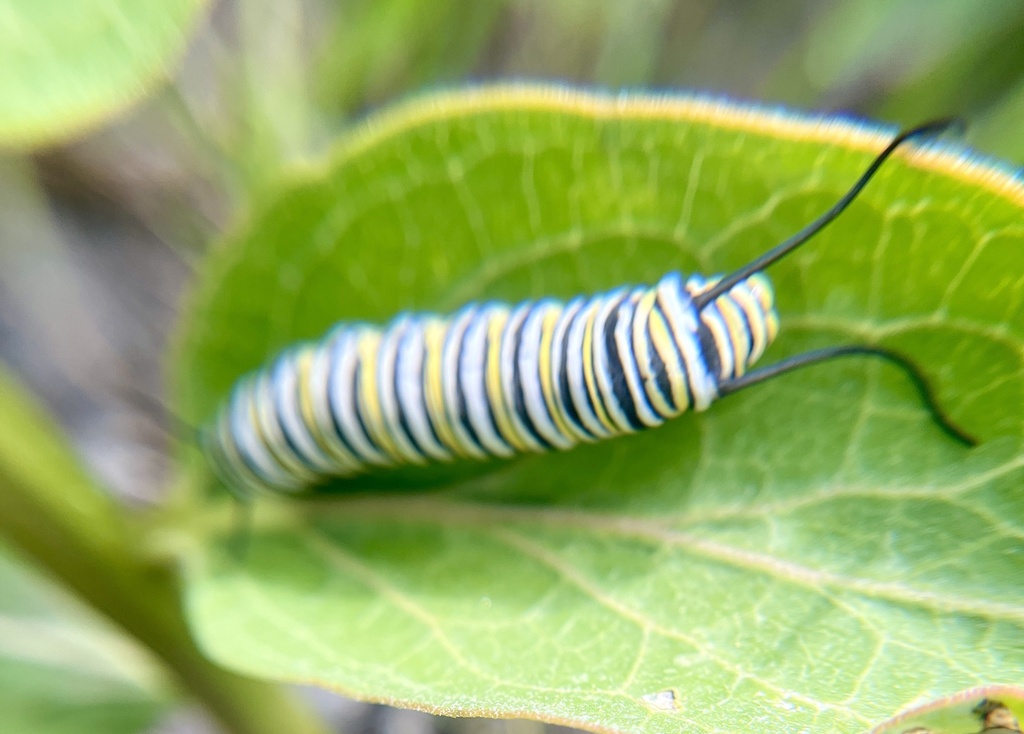 Monarch from Big Bluestem Trail, Frisco, TX, US on April 26, 2025 at 03 ...