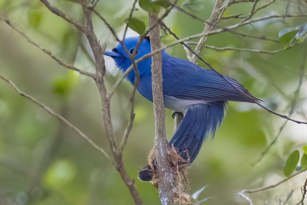 Black-naped Monarch from Bo'ai Special Zone, Zhongzheng District ...