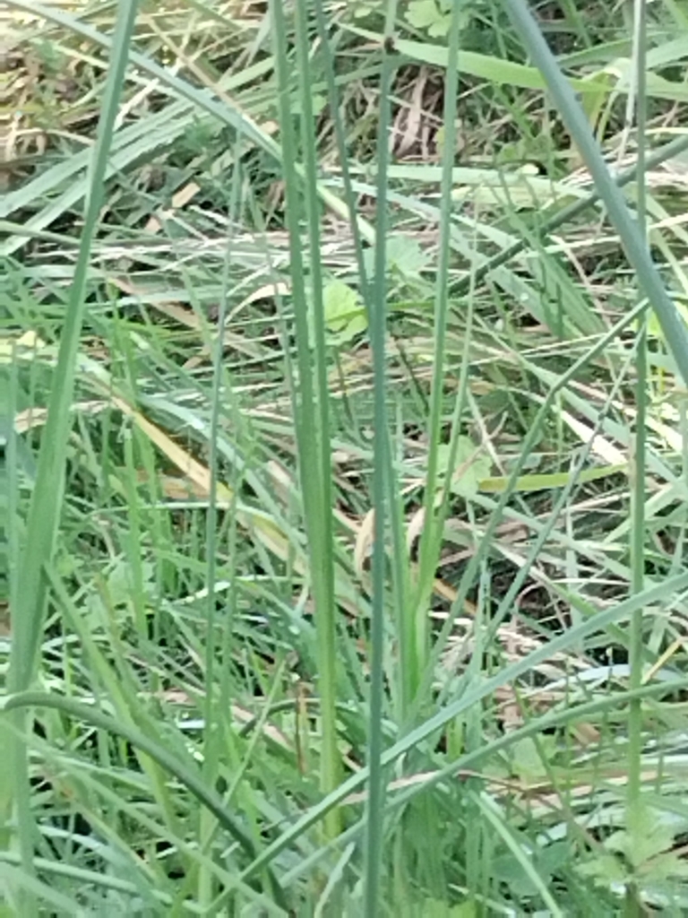 Broom Rush from 3343907, Charlesworth Reserve, Bromley, Christchurch 8023, New Zealand on April ...