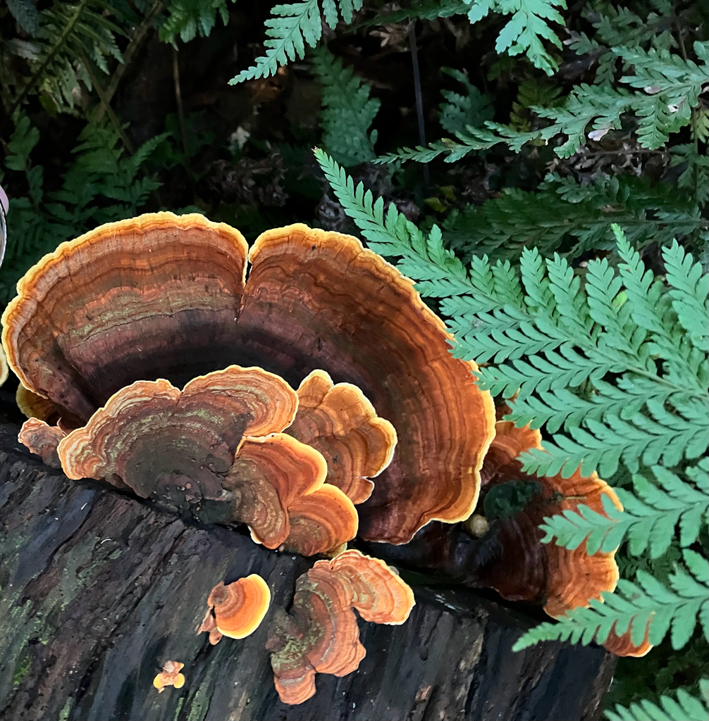 False Turkey-Tail from Bunya Mountains, QLD, AU on April 26, 2025 at 04 ...