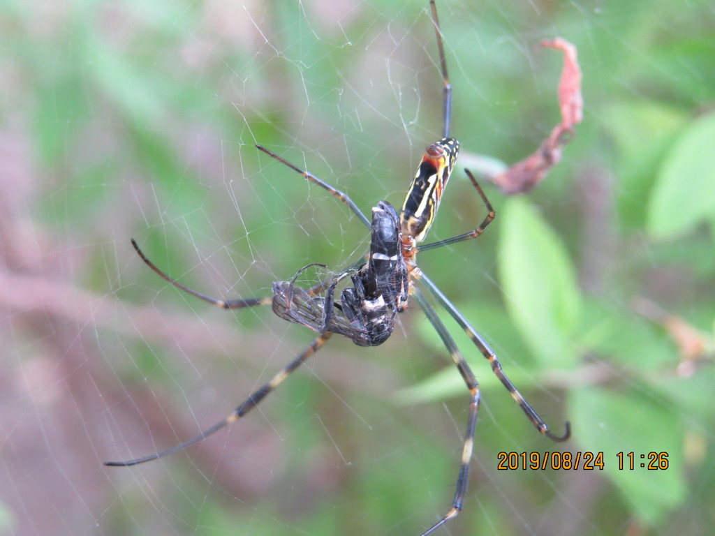 Joro Spider from Kitakasai, Edogawa City, Tokyo 134-0081, Japan on ...