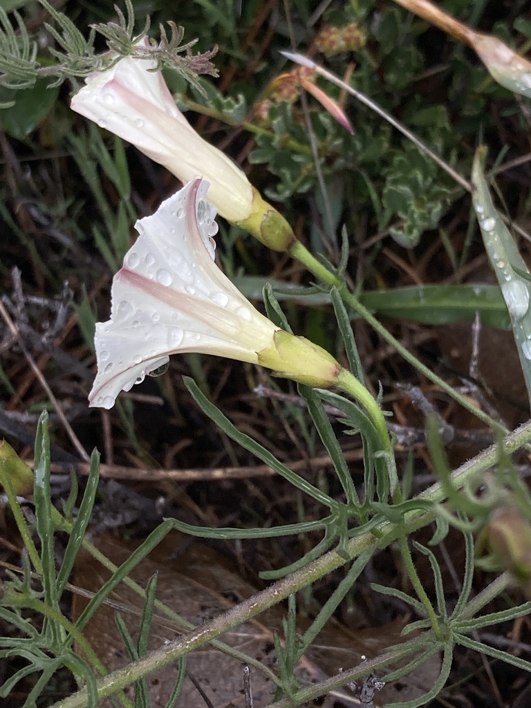 stebbins' morning-glory in April 2025 by Adam J. Searcy · iNaturalist