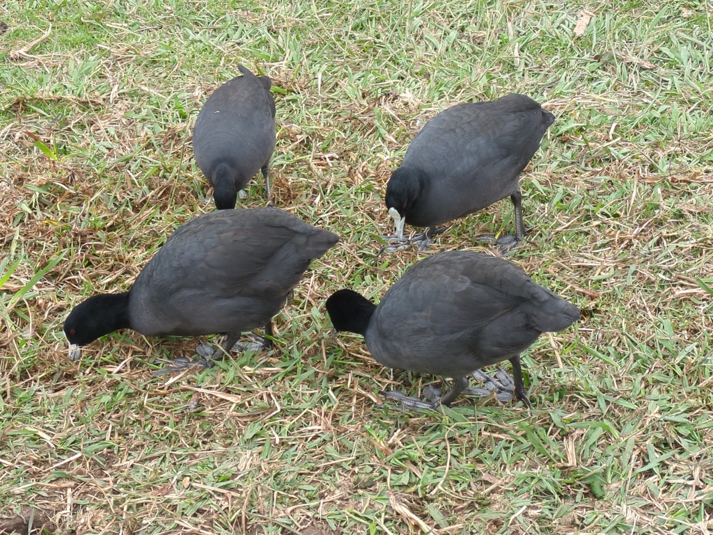 Australasian Coot from Lilydale VIC 3140, Australia on April 27, 2025 ...