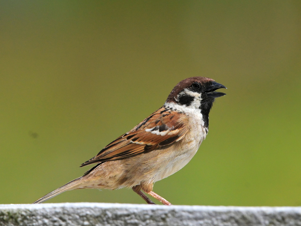 Eurasian Tree Sparrow from Kampung Kemunting, 97000 Bintulu, Sarawak ...
