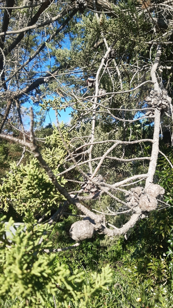 Monterey Cypress from New Brighton, Christchurch, New Zealand on April 27, 2025 at 02:58 PM by ...