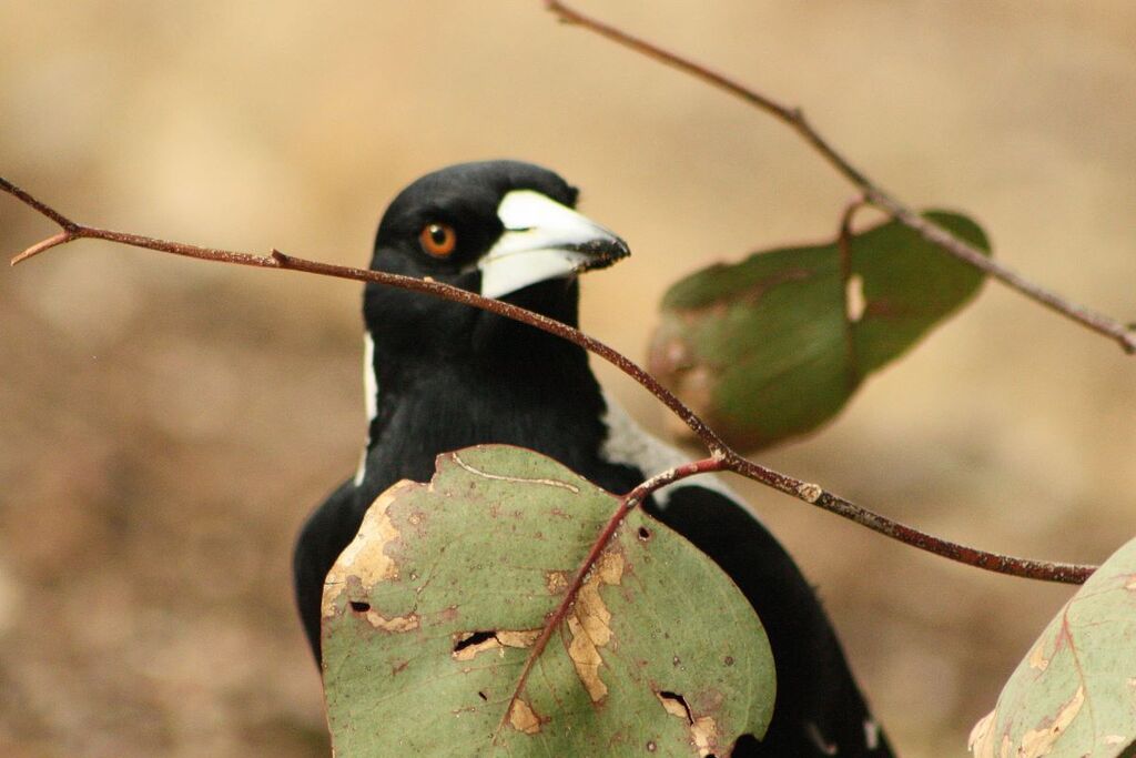 Australian Magpie from Adelaide SA, Australia on April 27, 2025 at 09: ...