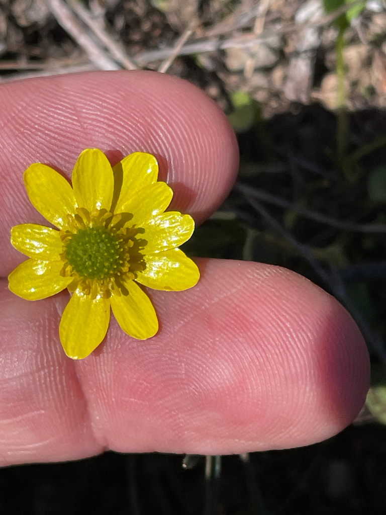 buttercup family from Virginia Lilly Trail, Wauconda, WA, US on April ...