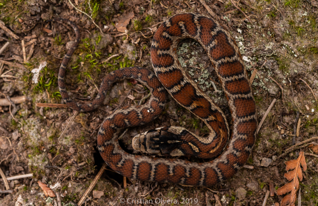 Garter Snakes (Wildlife of Coastal Texas) · iNaturalist