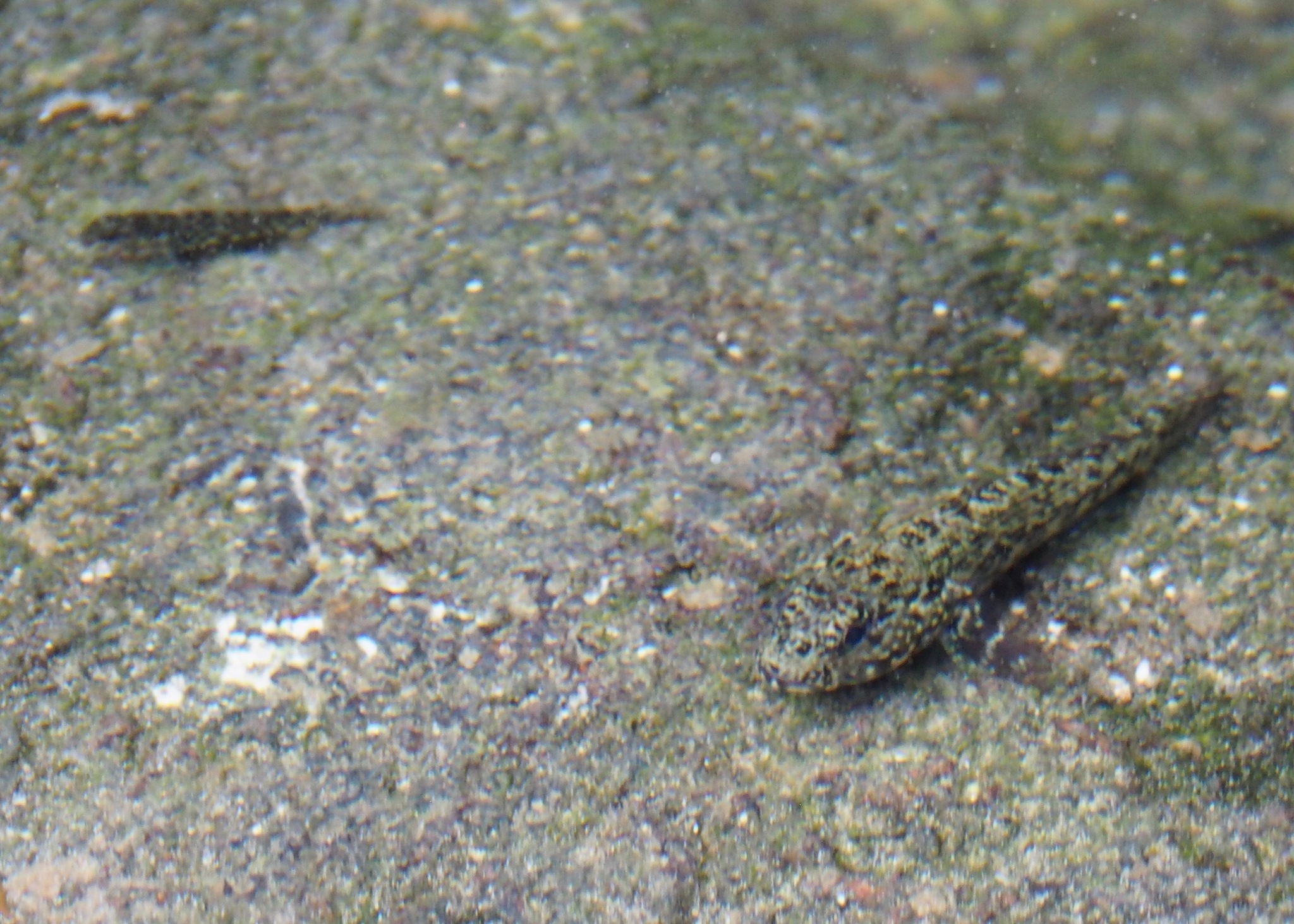 Bathygobius lineatus (Jenyns, 1841)
