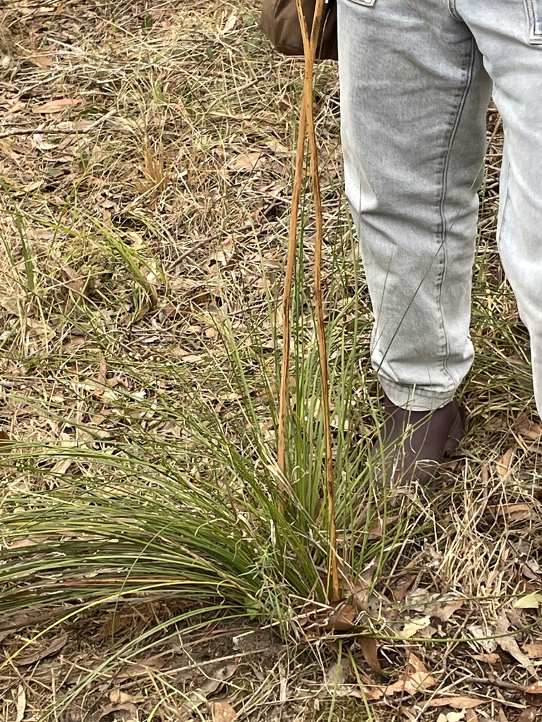 Small Grass-tree from Hochkins Ridge Nature Conservation Reserve ...