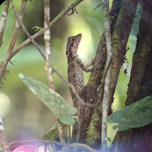 Malayan Crested Lizard (Gonocephalus grandis) - Snakes and Lizards