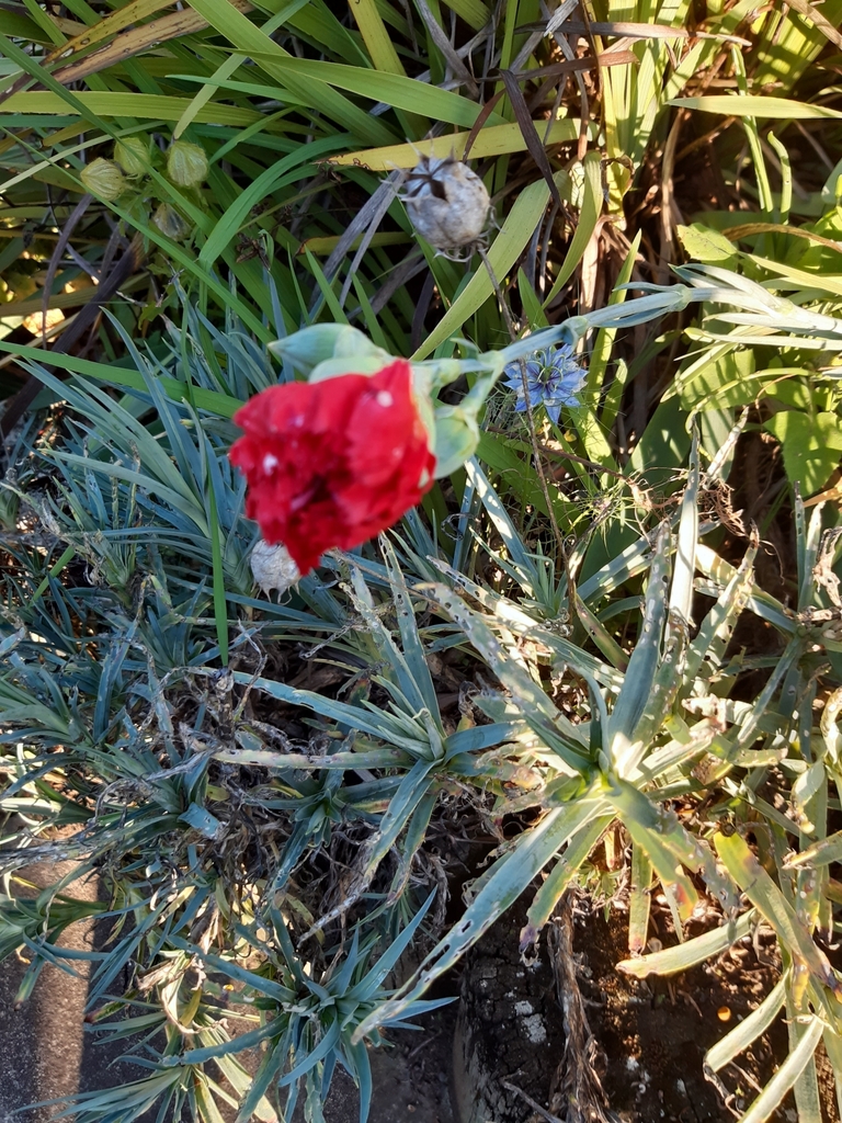 Something in April 2025 by Eleanor Bissell · iNaturalist