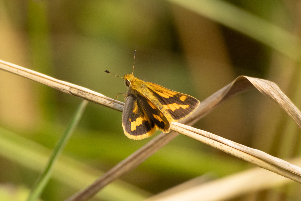 narrow-brand grass-dart from Townson QLD 4341, Australia on April 26 ...