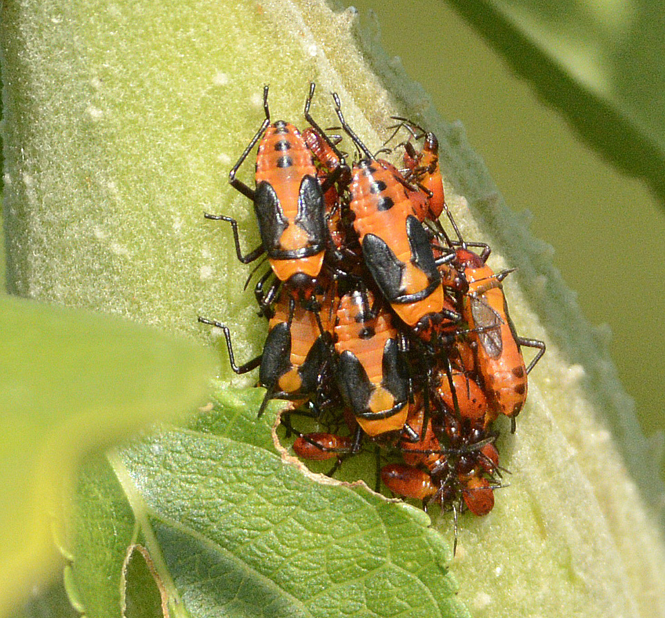 Large Milkweed Bug from Lordship Point Water Access, Fairfield County ...