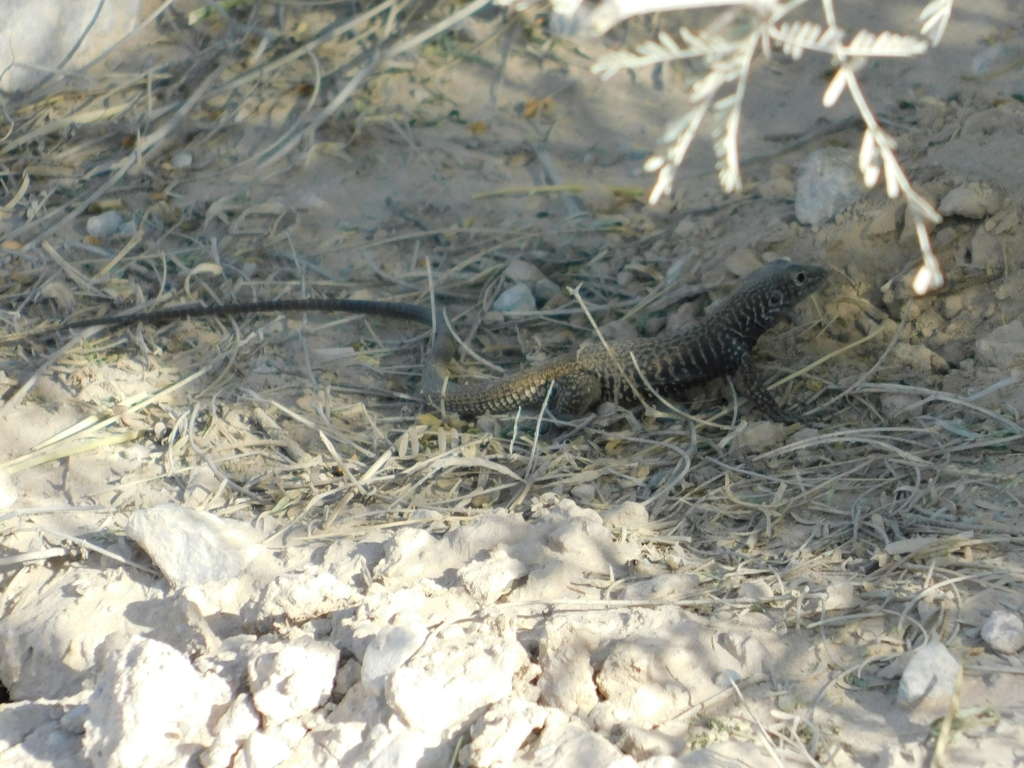 Marbled Whiptail from Mapimí, Dgo., México on August 16, 2019 at 06:48 ...