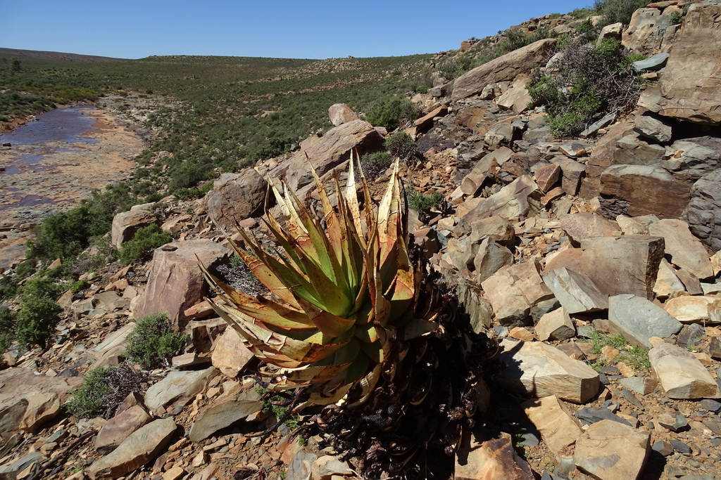 Green Stemless Aloe in April 2025 by Marinda · iNaturalist