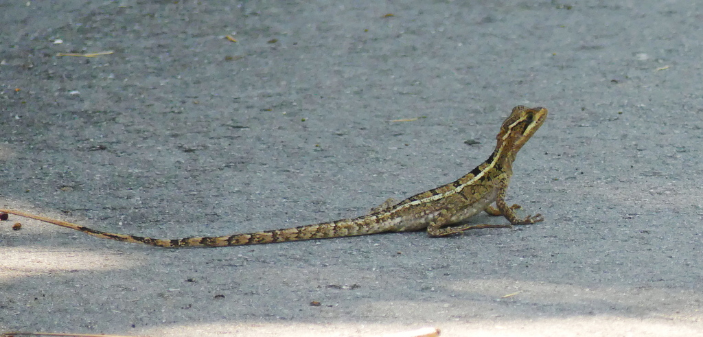 Brown Basilisk from East Naples, Naples, FL, USA on April 17, 2025 at ...