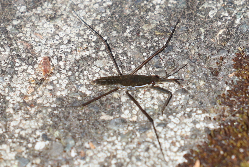 North American Common Water Strider from Delta Nature Reserve at Burns ...