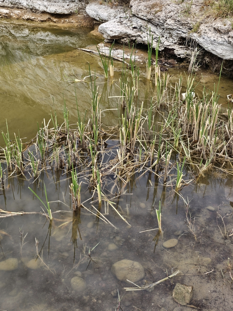 narrow-leaved cattail from 23893 B.C.S., México on April 26, 2025 at 10 ...