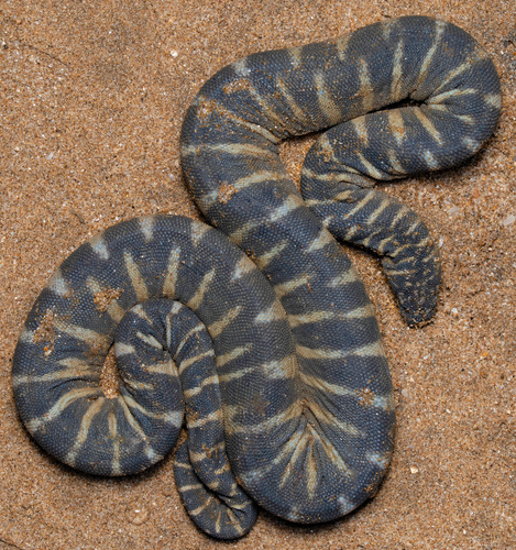 Aquatic File Snakes (Acrochordidae) - Snakes and Lizards