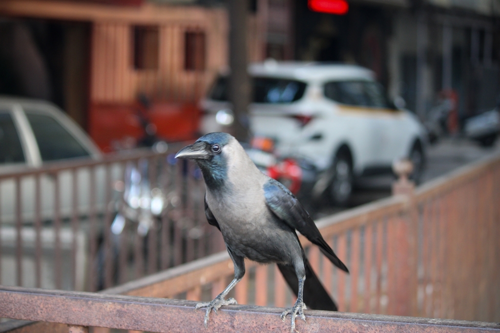 House Crow from 282/3627, near Ruby Hospital, Bagrat Nagar, Tagore ...