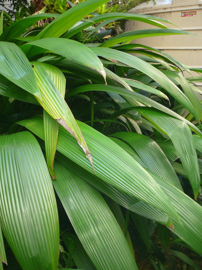 palm grass from Bardon, Brisbane QLD, Australia on April 26, 2025 at 03 ...