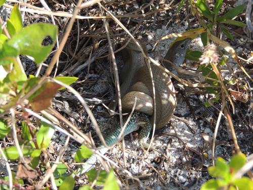 Road Guarder (Conophis lineatus) - Snakes and Lizards