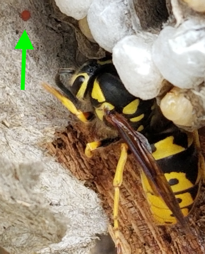 Trombidiform Mites from Lake Merritt, Oakland, CA, USA on April 26 ...