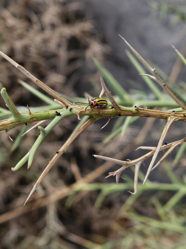 Disonycha fumata from 23893 B.C.S., México on April 26, 2025 at 09:25 ...