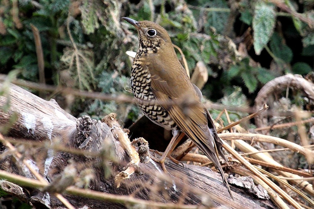 Alpine Thrush (Zoothera mollissima) - Avian Discovery