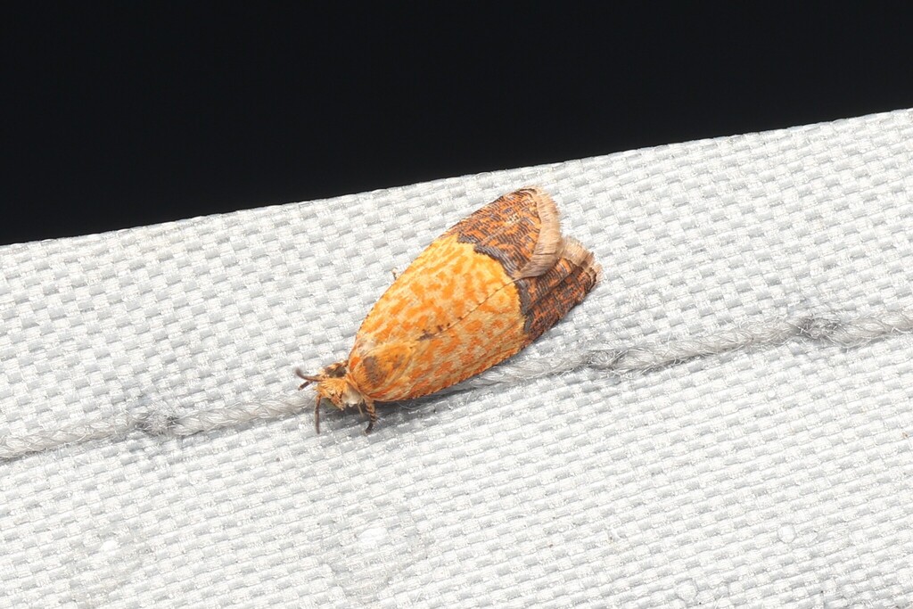 Loboschiza koenigiana from Townson QLD 4341, Australia on April 25 ...