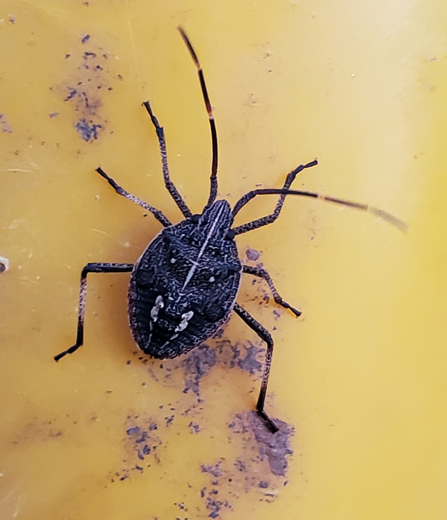 Poecilometis from Hextall Ave, Tranmere, Adelaide SA, Australia on ...