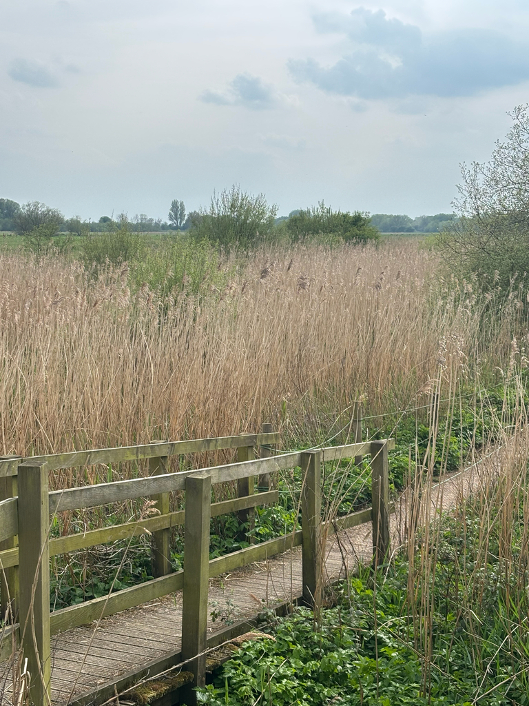 common reed from York, England, GB on April 26, 2025 at 04:21 PM by ...